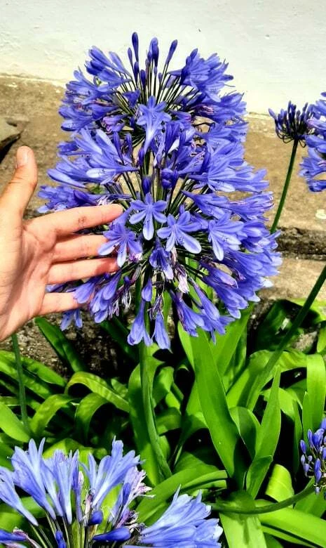 Ramo De Agapantos Azules