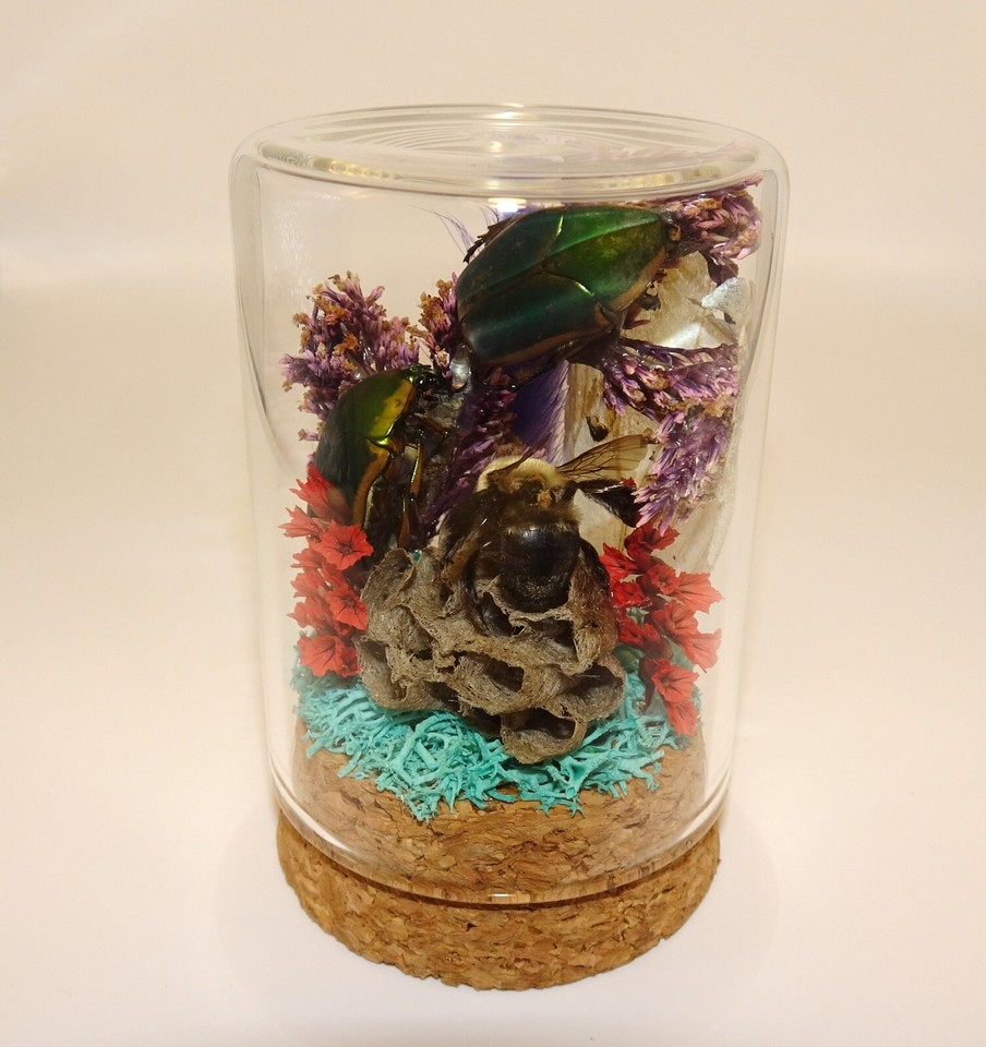 June Bug Bee Wasp Nest & Luna Moth Wing Oddity Jar curiosity taxidermy ...