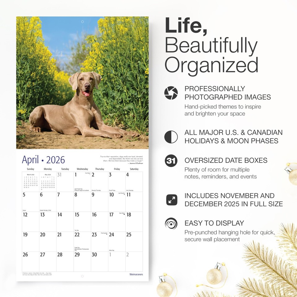 Weimaraners 2026 Wall Calendar 12 Month | 12" x 24" Open | Thick ...