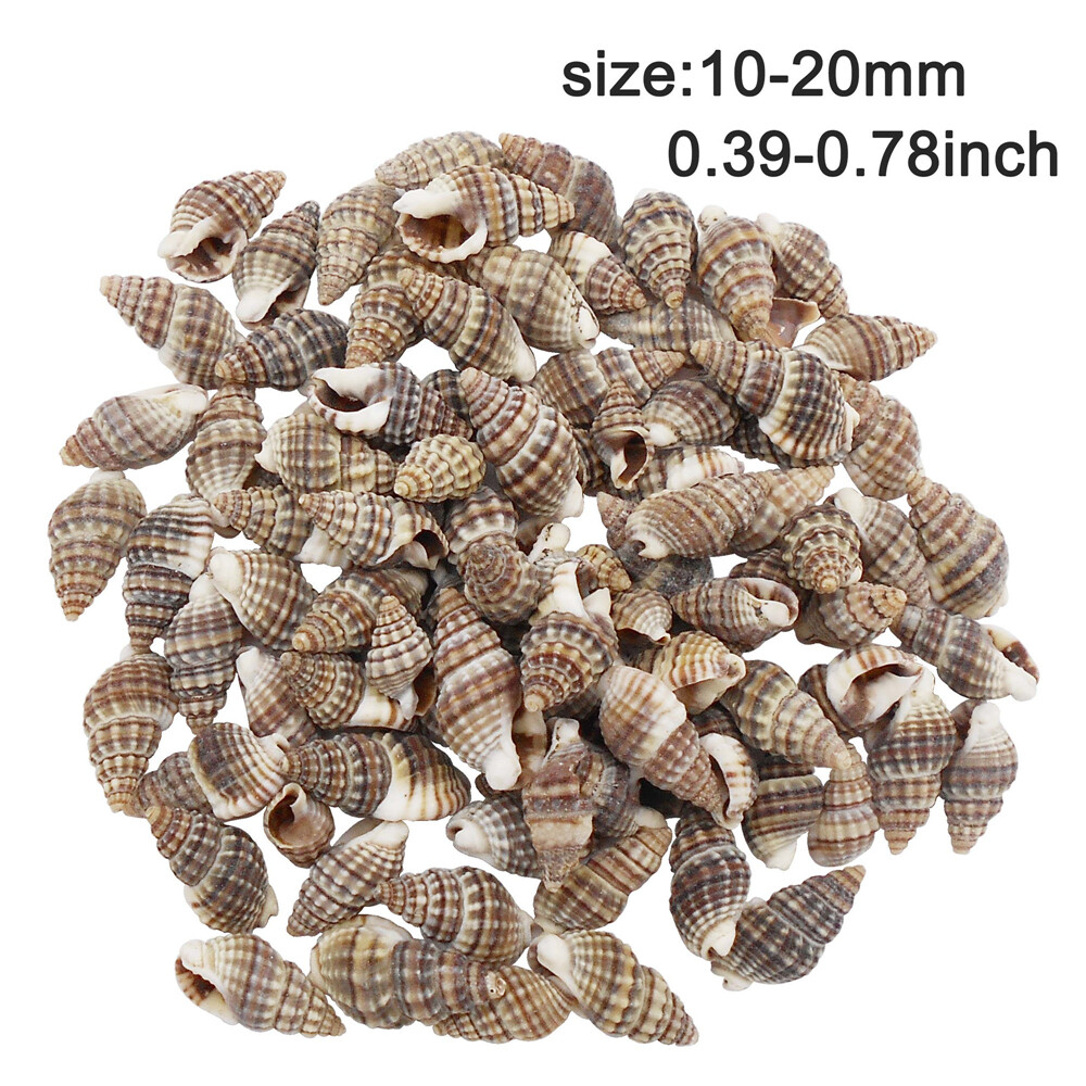 50-pack Tiny Spiral Shells Black Spotted Conch Seashells Craft Art ...