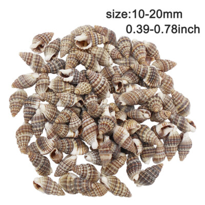 50-pack Tiny Spiral Shells Black Spotted Conch Seashells Craft Art ...