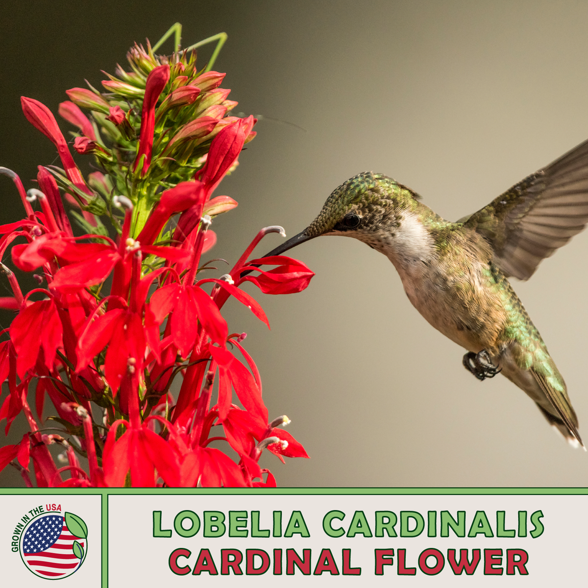 Lobelia Cardinalis Hummingbird 14 Hummingbird Cardinal Flower Stock