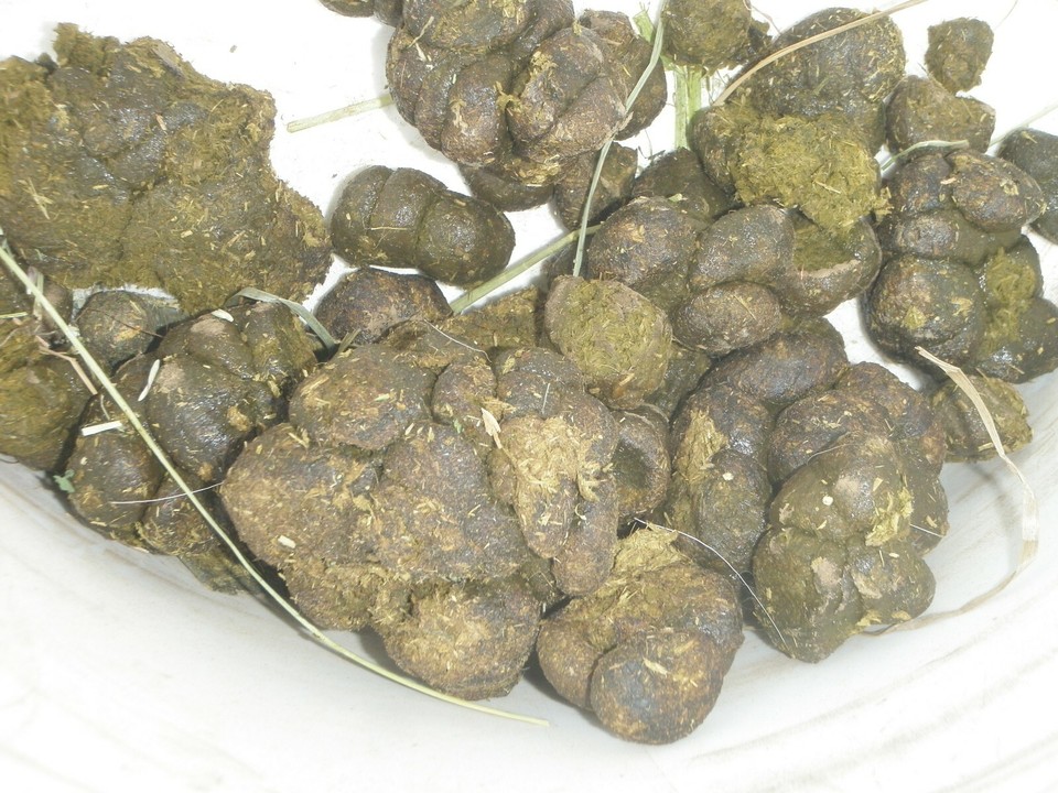 BULK Fresh SUN-DRIED Sheep Manure Nutrient Rich Fertilizer Tea Beans ...