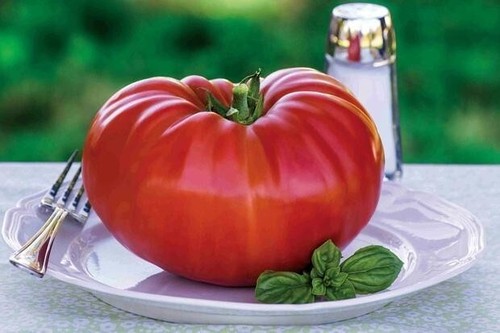 ORGANIC Giant Tomato Brutus Gigantomo 20 Seeds Massive BIG 2kg Fruits ...