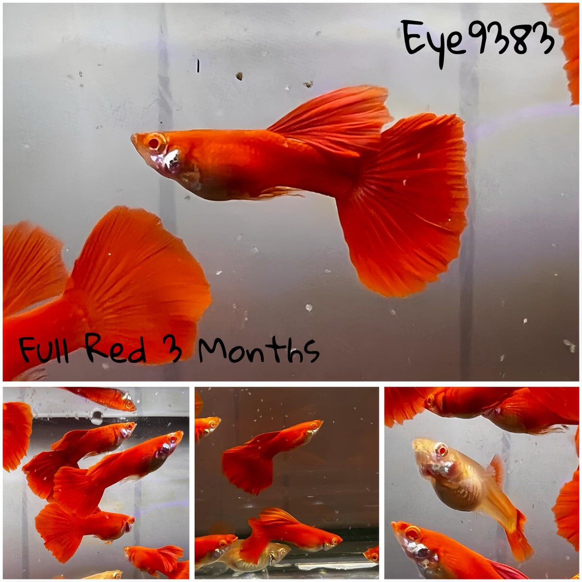 Types Of Guppy Fish In Philippines - Infoupdate.org