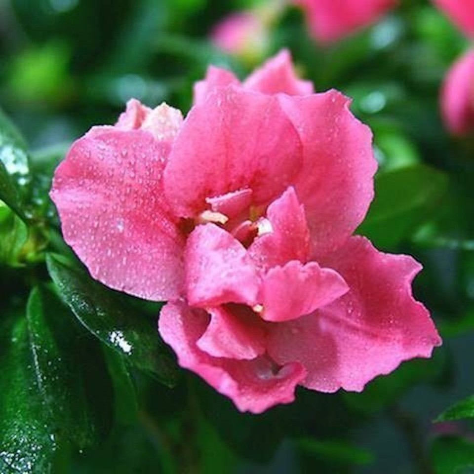 20 EXOTIC RARE GARDENIA SEEDS for garden flower beds plant bush USA ...