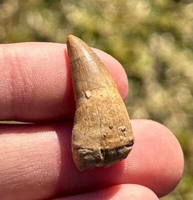 ROOTED Crocodile Tooth Fossil Morocco Cretaceous Dinosaur Tooth Kem Kem ...