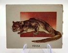 Vintage 1951 Fossa Topps Animal of the World Card #173 | eBay