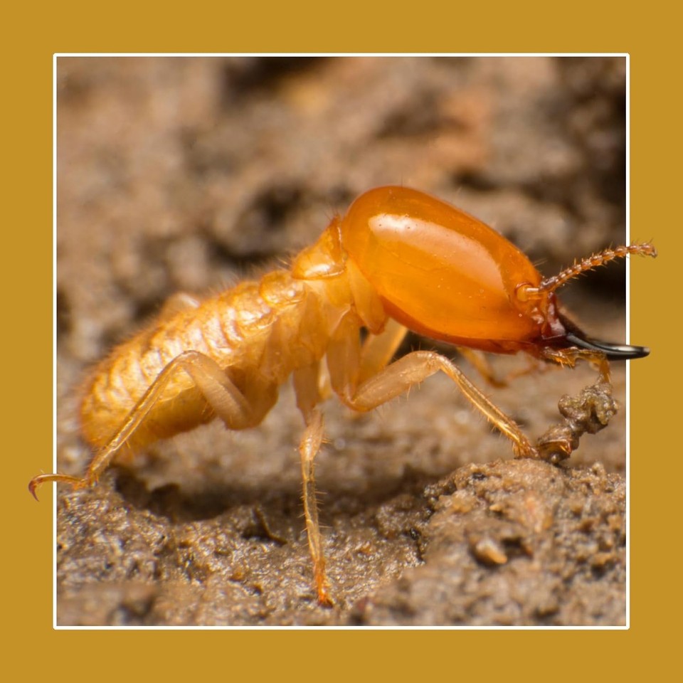 SAFEGUARD Soluguard High Strength Woodworm Treatment Killer Spray Clear ...