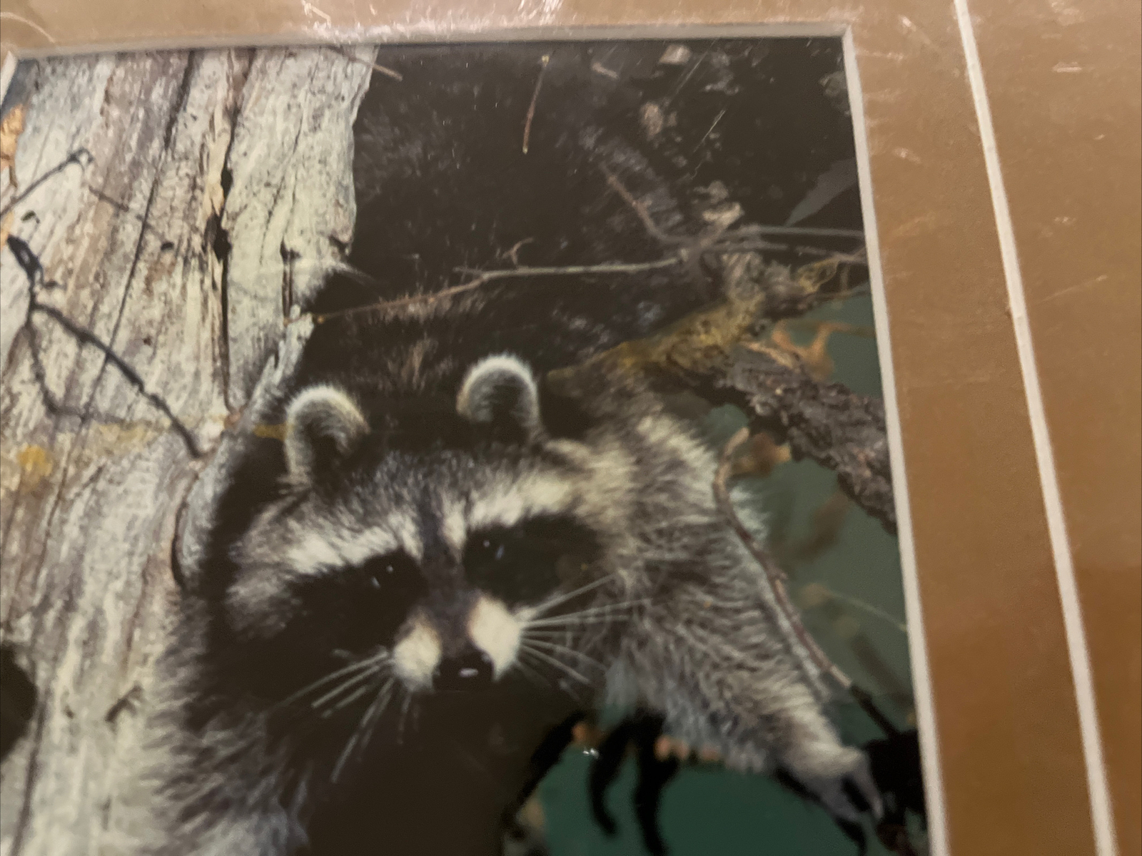 Lot of 3 Photography by Clay Thurston Matted Pictures - Raccoon, Bear ...