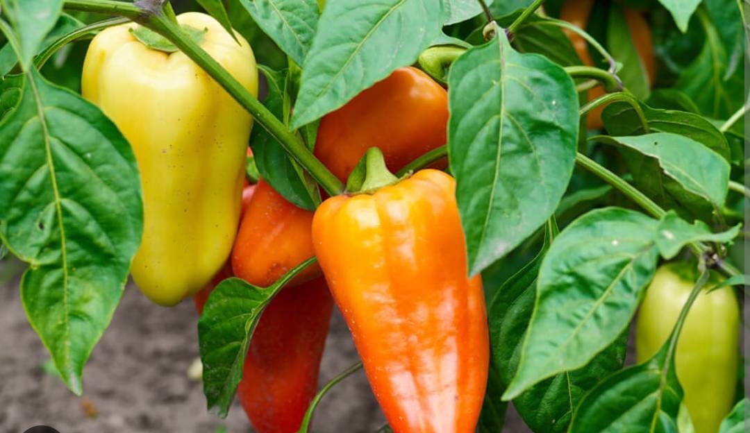 Mini Bell Pepper Seeds Red Orange Yellow Mixed Color , Cold Hardy, 25 ...
