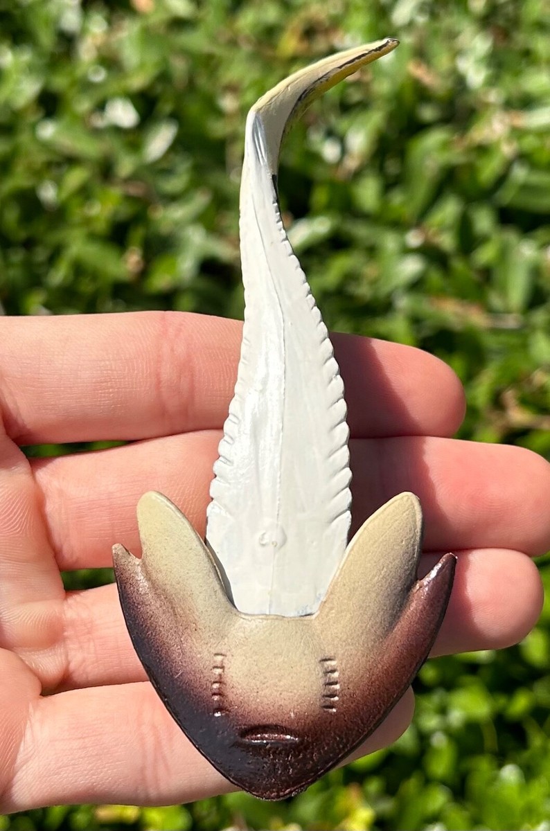 Rare Specimen Of Devonian Armored Fish Wladysagitta The Placoderms May