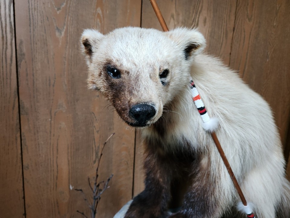 Life Sized Wolverine Taxidermy Mount (Great For Michigan Fan) | eBay