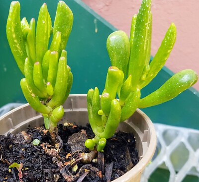 Crassula Geldbaum Löffelbaum Geldbaum ca. 19 cm Affenbrotbaum Dickblatt ...