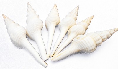 6 Extra Large White Spindle Shell 6"+ Beach Wedding Decor Ocean Arts ...