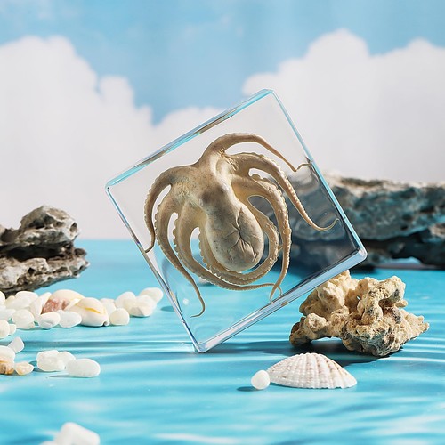 Pokiphip Taxidermy Octopus, Real Octopus Specimens Animal Specimen in Resin f... | eBay