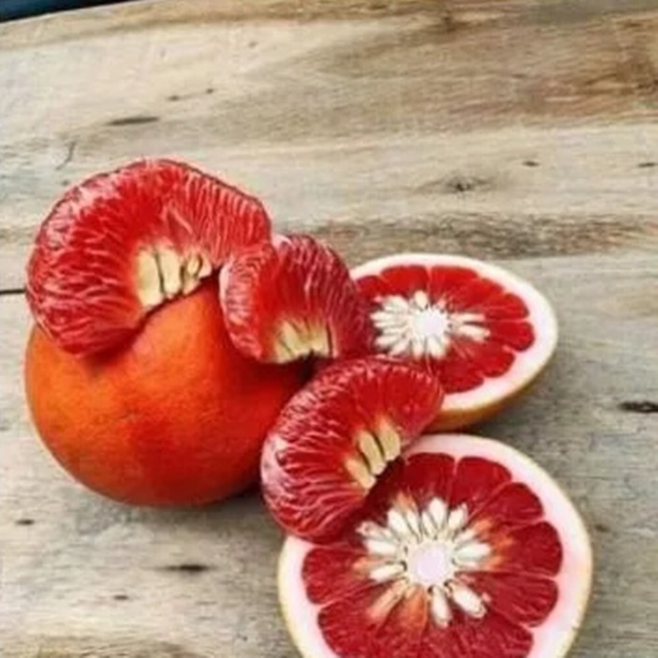 Red Pomelo (Round Fruit) Grafted Plant Fruit Tree Tropical Unique ...
