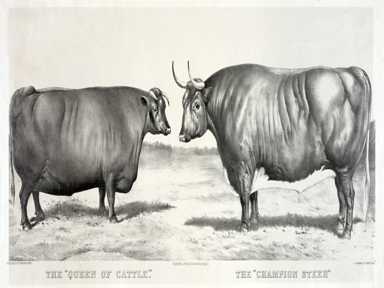 4102.The queen of cattle, the champion of steer.POSTER.Home School art ...