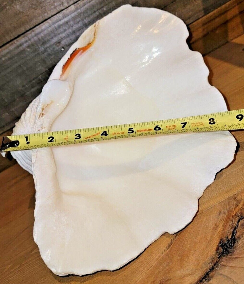 Clam Shell Seashell Beach Nautical Ocean Decor Natural Tridacna Gigas ...