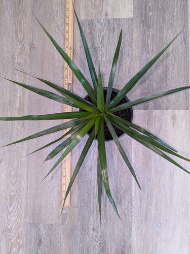 DRAGON TREE DRACAENA MARGINATA 6" POTTED HEALTHY & BEAUTIFUL PACKED W ...