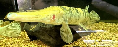 Gold Marble Alligator Gar 14-15” -Live Tropical Freshwater Aquarium ...