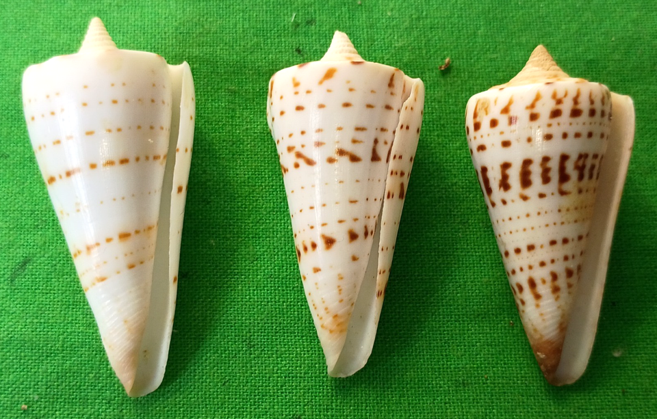 Conus monile #M1256 India 41-46mm | eBay