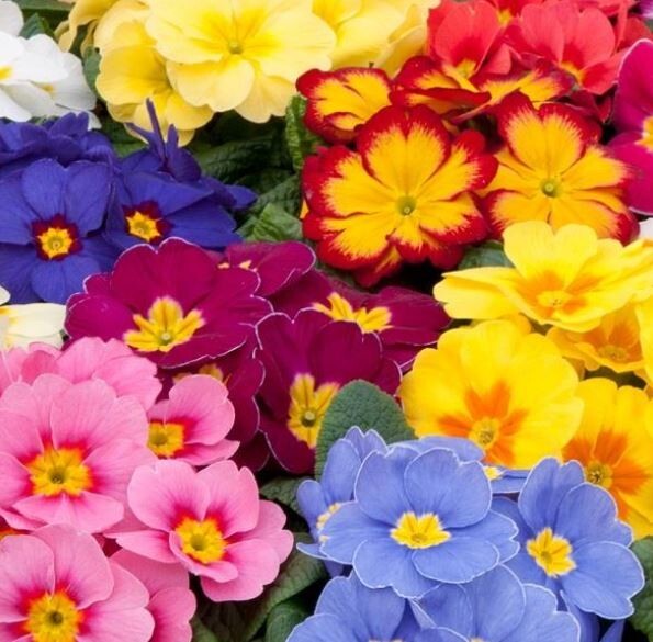 Primula Alaska mix Early flowering Primrose x 3 Garden Ready Plants ...