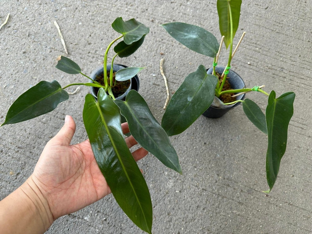 Rare Exotic Plants For Bloom Ing Heck! Rare And Exotic Plant Brought