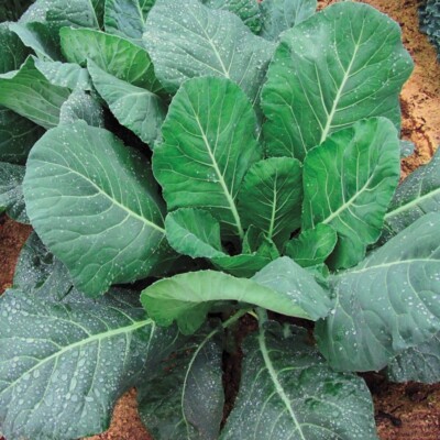 Collard Seed: Champion Collards Fresh Seed Choose packet size | eBay