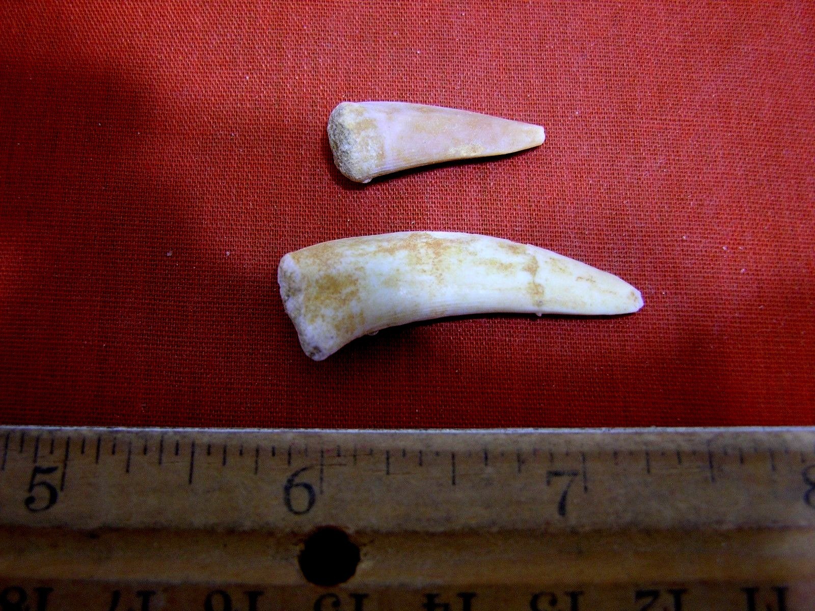 Saber tooth Herring fossil teeth Enchodus Cretaceous (2 tooth lot) N48 ...