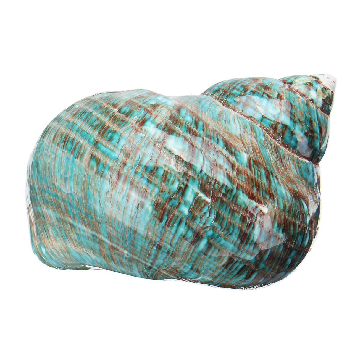 Natural Green Turban Shell Conch Coral Sea Snail Home Fish Tank Decor L ...