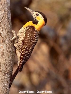 Female Campo Flicker 8.5x11" Photo Print Woodpecker Eats Insect Bird ...