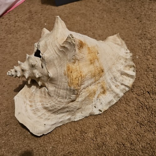 Huge Beautiful Shell Huge Ocean Shell Seashell Treasure 11 Inch Conch ...