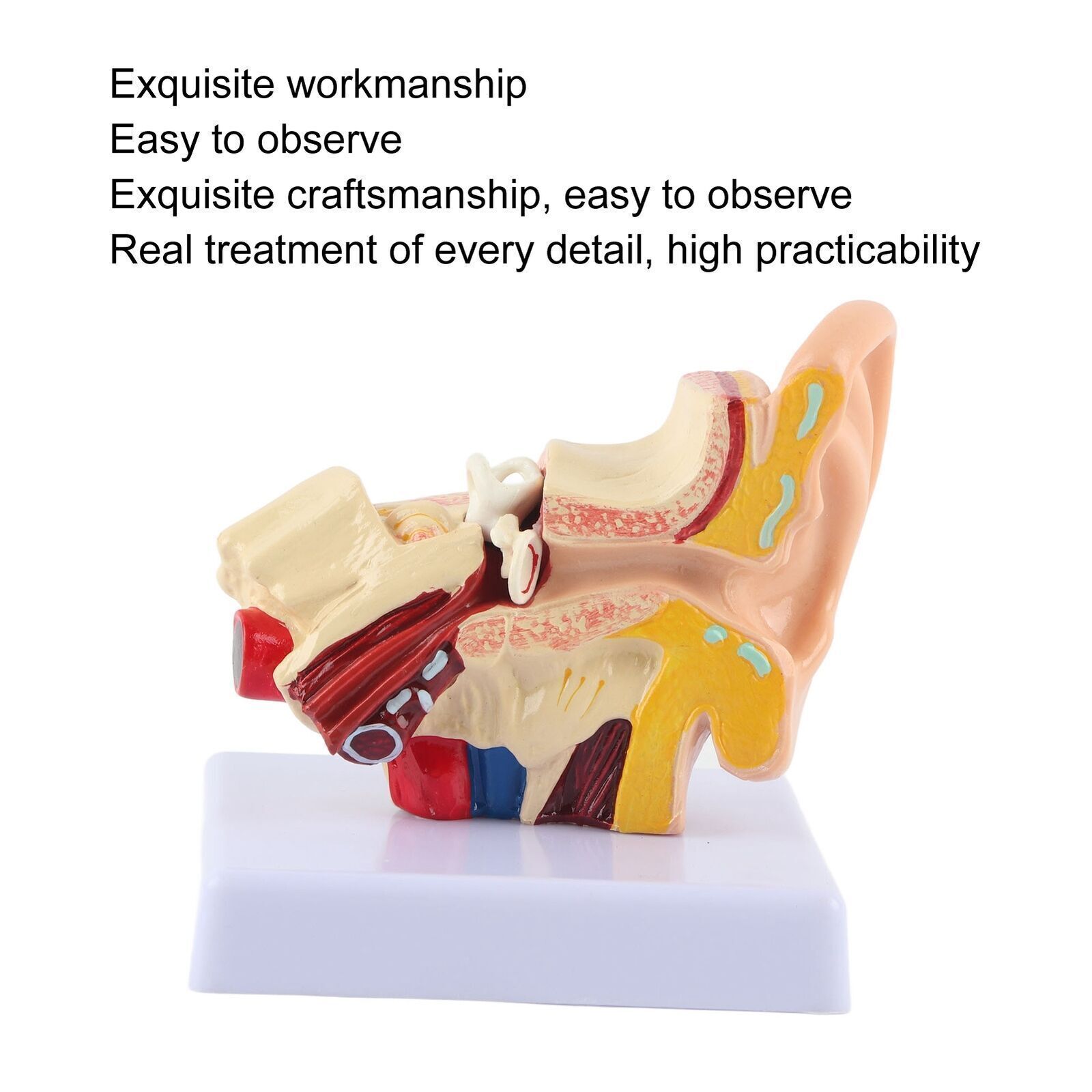 Ear Outer Anatomy