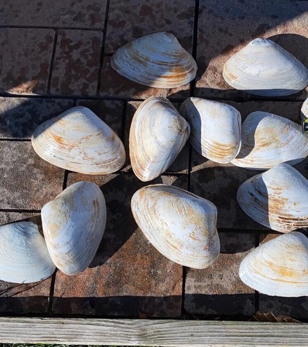 New England Medium Clam Shells (50)Revere Beach Ma. Karen special Order ...