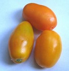 Golden Roma Tomato 15 Seed - Great for Sauce or Eating! | eBay
