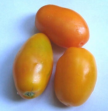 Golden Roma Tomato 15 Seed - Great for Sauce or Eating! | eBay