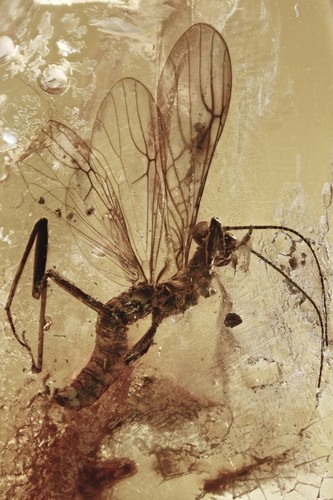 PLECOPTERA Great Spread Wings STONEFLY Fossil Genuine BALTIC AMBER + HQ ...