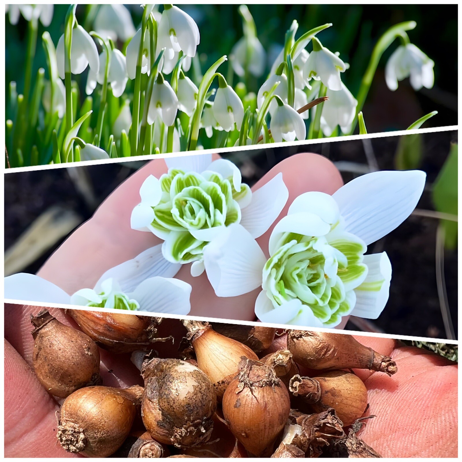 Double Snowdrop Bulbs X100 Galanthus Nivalis Flore Pleno spring ...