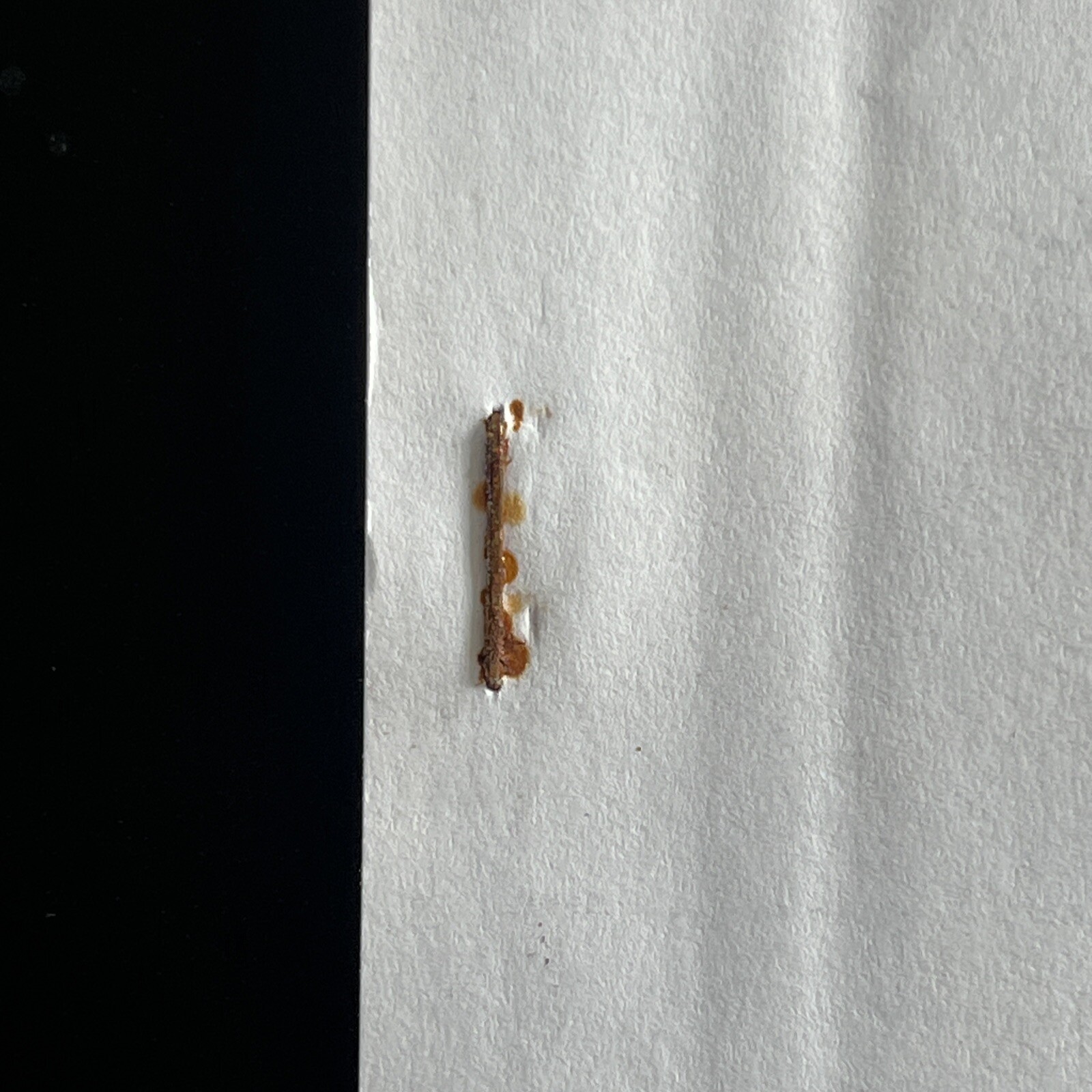 Titanic Society - Atlantic Daily Bulletin Spring 1988 RARE | eBay