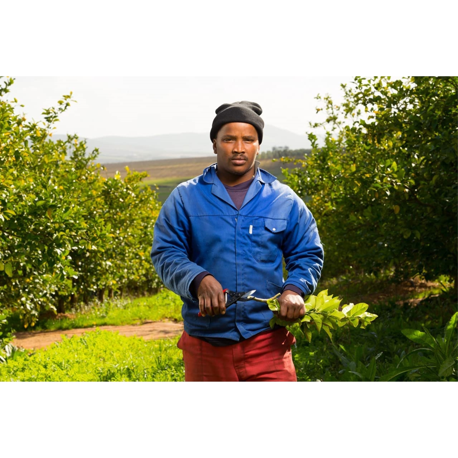 Felco F5 High Performance Revolving Handle 8.9in Garden Pruning Shears ...