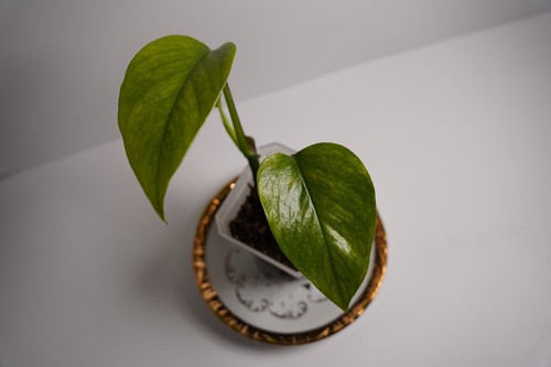 Teruno Amazon Pothos - Rare Japanese Pothos - US Seller - Exact Plant ...
