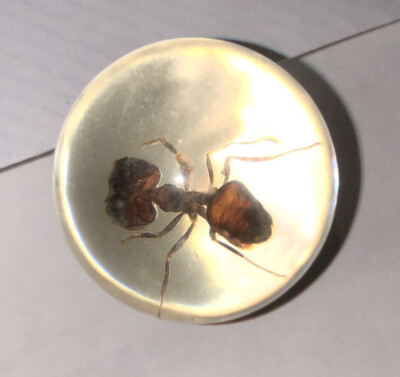 Real Fire Ant Stuck Inside A Marble | eBay