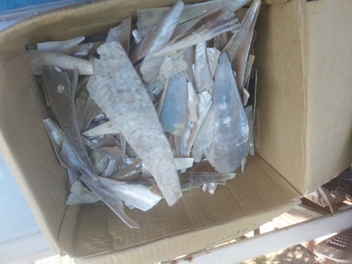 lot bulk Atrina Servatrina tasmanica Tasmanian Razor Shell PIECES ...