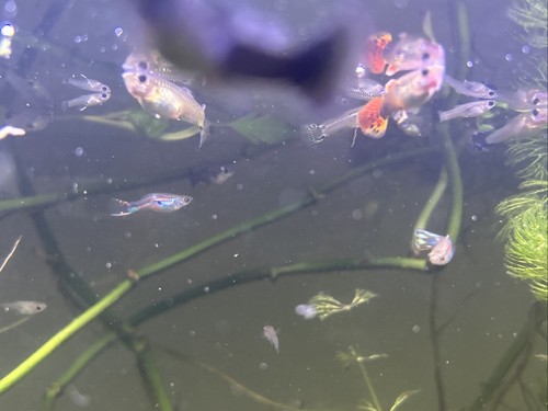 8 Mutt + 2FREE Fancy Guppy Fry - Home Grown Vibrant Colors | eBay