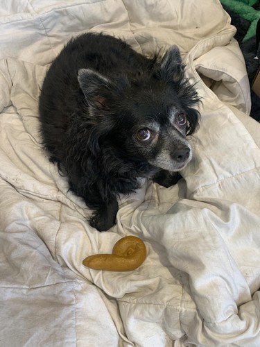 Fake Dog Poop Crap Caca Boo Boo Dirt Pile Poo Real Lifelike Silly Gag ...