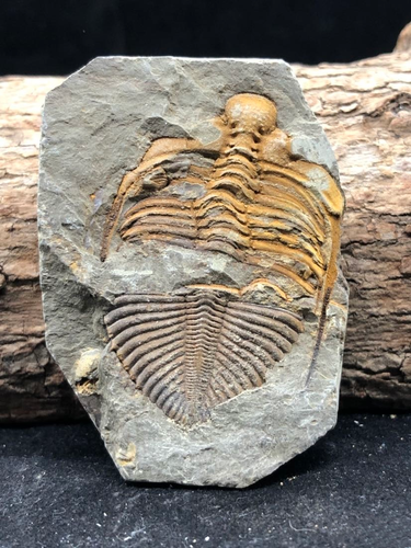440 Million Year Old Silurian invertebrate coronocephalus Trilobite ...