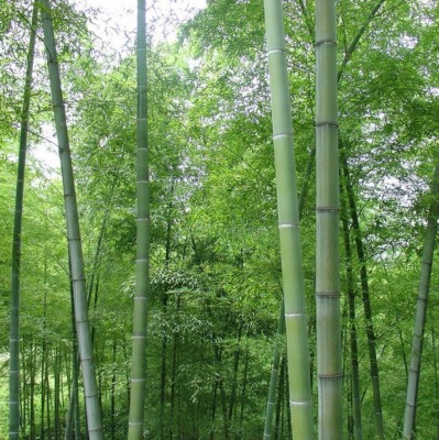 50+Giant Moso Bamboo Seeds Perennial evergreen Grows Edible Bamboo ...