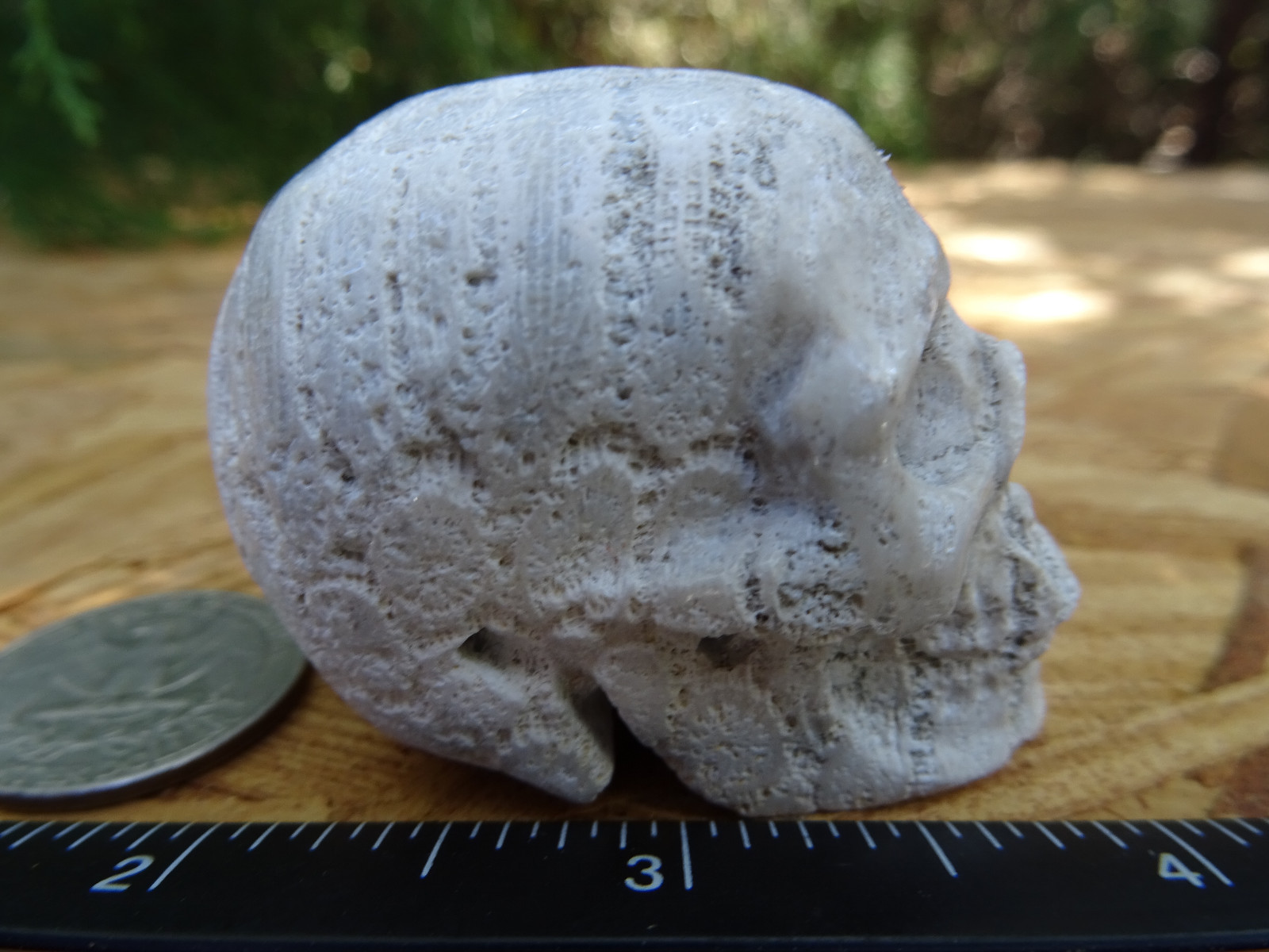 2.02" Coral Fossil Stone Skull Hand Carved Realistic 75.2g 2.7oz ...