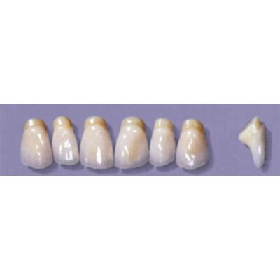 Myerson Anterior Teeth Dental Prostheses Denture No PM6/65 | eBay Australia